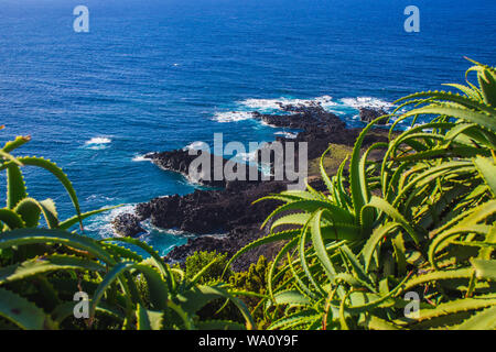 Azores. National flower of Azores Stock Photo - Alamy