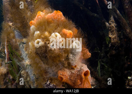 Sponge and tunicates Stock Photo - Alamy