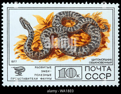 A Halys pit viper or Asian viper (Gloydius halys) in the rocks of the ...