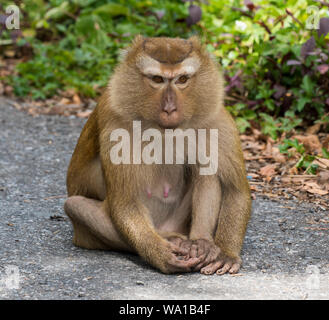 Female Southern Pig-tailed Macaque (Macaca nemestrina) in season as ...
