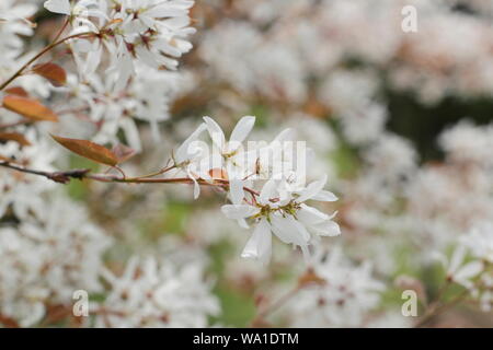 Amelanchier 'La Paloma' displaying characteristic blossoms and dark ...