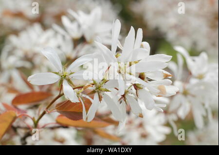 Amelanchier 'La Paloma' displaying characteristic blossoms and dark ...
