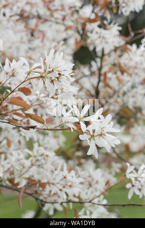 Amelanchier 'La Paloma' displaying characteristic blossoms and dark ...