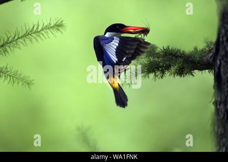 Blue Jade Bird Stock Photo - Alamy