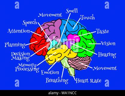 Functions of the brain Stock Photo - Alamy