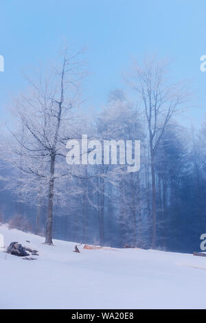 Trees covered with hoarfrost in a fog at november Stock Photo - Alamy
