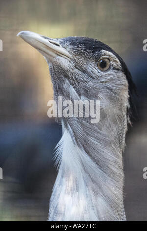 Australian bustard, plains turkey, Ardeotis australis, wandering ...