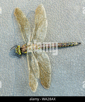 Large Common green darner dragonfly Anax junius on a yellow and red ...