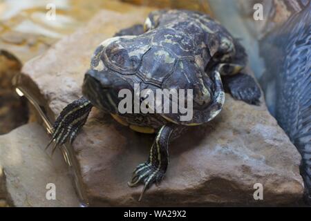 A live red ear slider turtle with a shell most likely deformed by a six ...