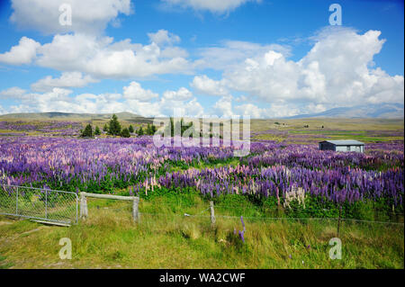 New Zealand's kapo scenery Stock Photo - Alamy
