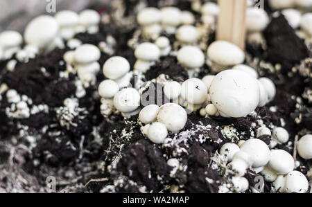 Button mushrooms growing from fungus mycelium at street food market ...