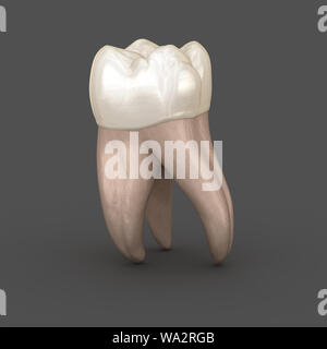 Dental root anatomy - First maxillary molar tooth. Medically accurate ...
