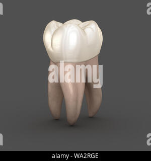 Dental root anatomy - First maxillary molar tooth. Medically accurate ...
