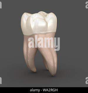 Dental root anatomy - First maxillary molar tooth. Medically accurate ...
