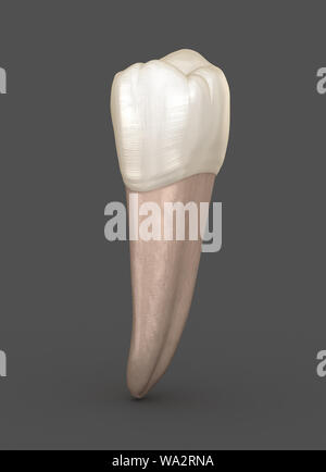Dental anatomy - Mandibular Second premolar tooth. Medically accurate ...
