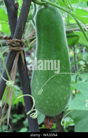 Close-up photography of a wax gourd with some rain drops on it, hanging ...