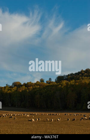 Autumn scenery of the dam pasture Stock Photo - Alamy
