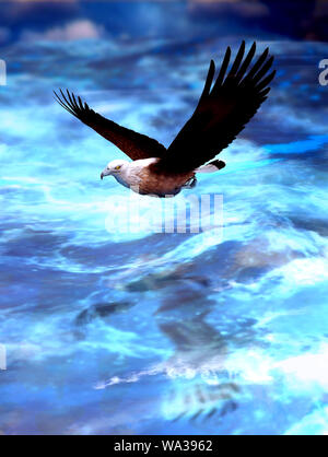 Eagle bird flying over the water - 3D render Stock Photo - Alamy