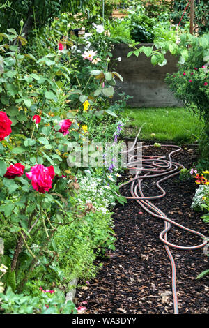 Irrigation hose laid in the garden paved path Allotment garden Sidewalk ...