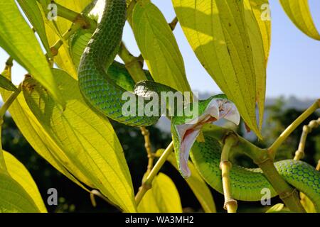 Barat Bamboo pitviper (Trimeresurus sabahi barati), biting, on a bush ...