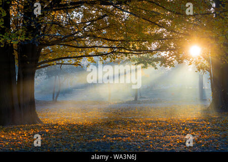 autumn,dawn,sunlight,forest,fog,mist,nature, sunset,russian nature ...