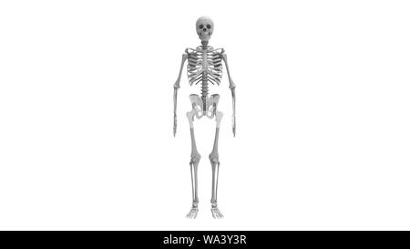 Skeleton multiple views of a computer renderd model of a human skeleton ...