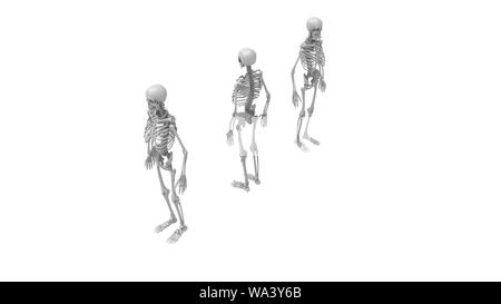 Skeleton multiple views of a computer renderd model of a human skeleton ...
