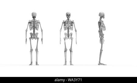 Skeleton multiple views of a computer renderd model of a human skeleton ...