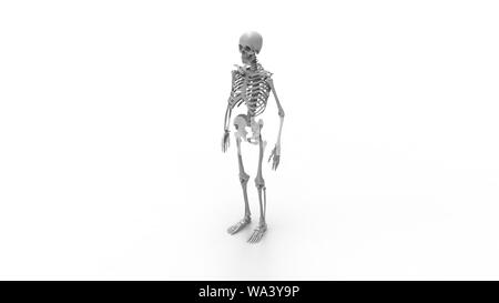 Skeleton multiple views of a computer renderd model of a human skeleton ...