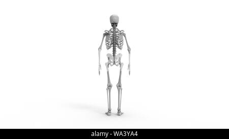 Skeleton multiple views of a computer renderd model of a human skeleton ...