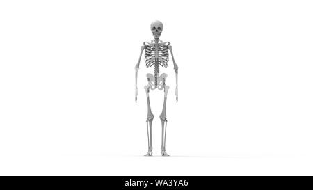 Skeleton multiple views of a computer renderd model of a human skeleton ...