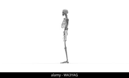 Skeleton multiple views of a computer renderd model of a human skeleton ...