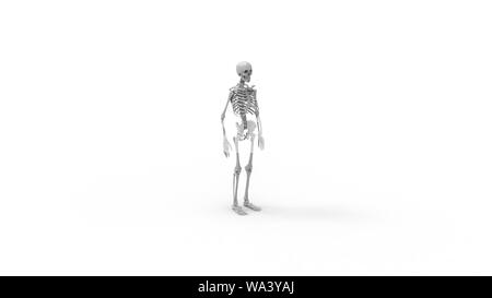 Skeleton multiple views of a computer renderd model of a human skeleton ...