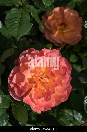 semi double apricot and peach summer flowers of climbing rose Rosa Meg ...