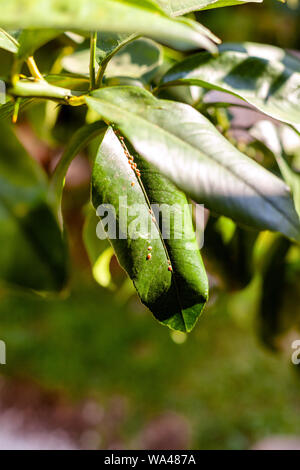 Macro image of Scale insects on guava leaf, other names include soft ...