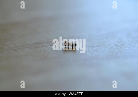 AUTOPSY ARACHNID: A thorough examination of a spiders dead body Stock ...