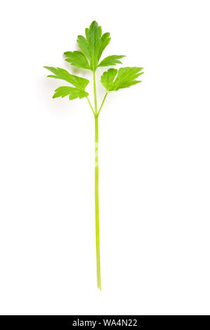 Buttercup, Ranunculus sp. Stem detail, LS. stained section showing ...