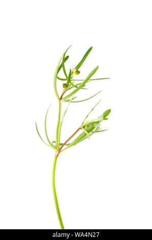 Buttercup, Ranunculus sp. Stem detail, LS. stained section showing ...