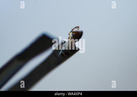 AUTOPSY ARACHNID: A thorough examination and research of a spiders dead ...
