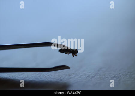 AUTOPSY ARACHNID: A thorough examination and research of a spiders dead ...