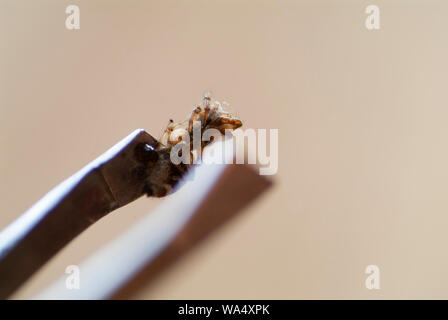 AUTOPSY ARACHNID: A thorough examination of a spiders dead body Stock ...