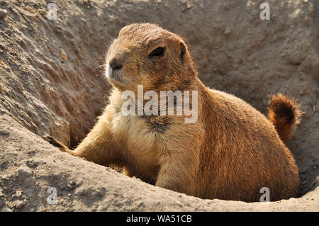 A marmot South Africa Stock Photo - Alamy