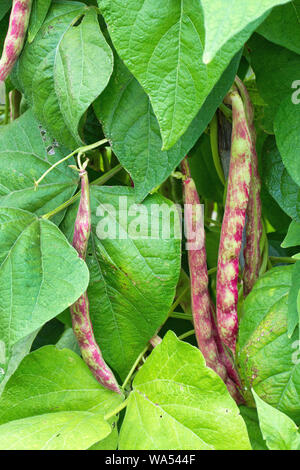Climbing red bean Stock Photo - Alamy