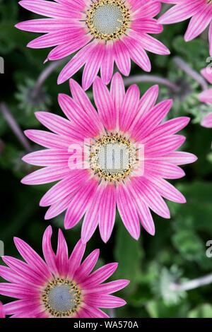 Arctotis x hybrida Stock Photo - Alamy