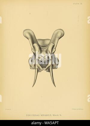 Dinocerata (Pl. III) (7158977054 Stock Photo - Alamy
