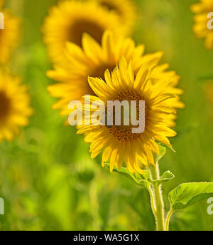 Bright yellow sunflowers stand tall amidst a sea of green foliage Stock ...