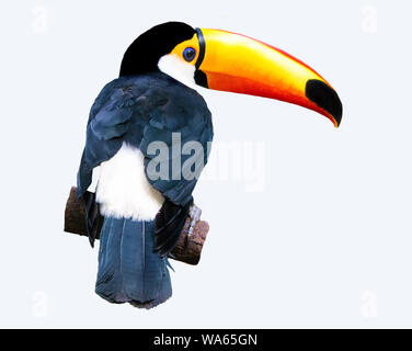 Beautiful tucan sitting on a branch Stock Photo - Alamy