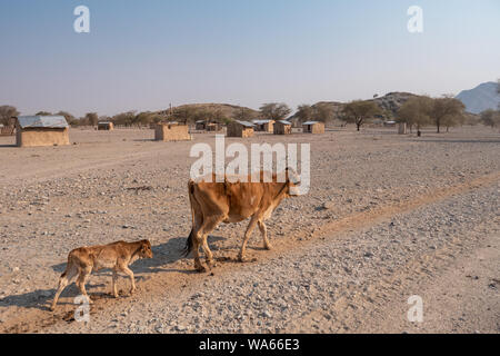 Namibia - Beef Cattle on farm in Africa Stock Photo - Alamy