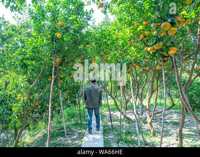 Ripe tangerine gardens with thousands of fresh ripe yellow fruits ...