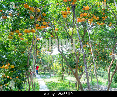 Ripe tangerine gardens with thousands of fresh ripe yellow fruits ...